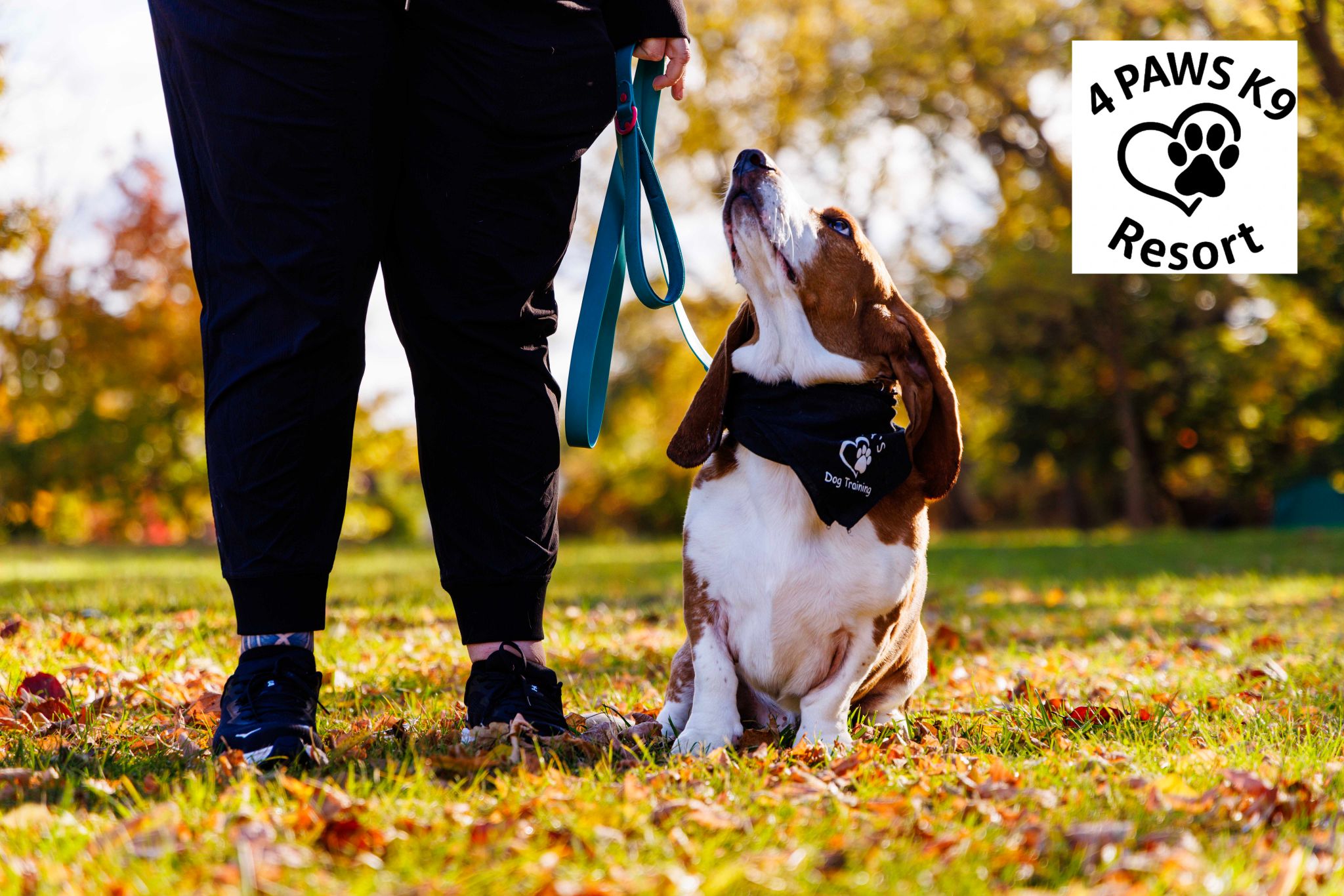 Contact – 4 Paws K9 Resort